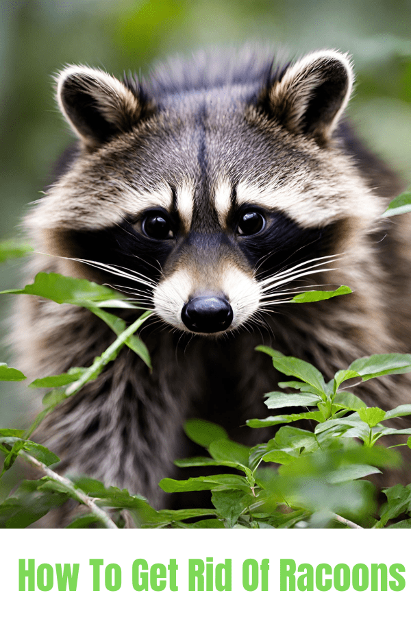 Act Now: How To Get Rid of Raccoons Before They Cause More Damage