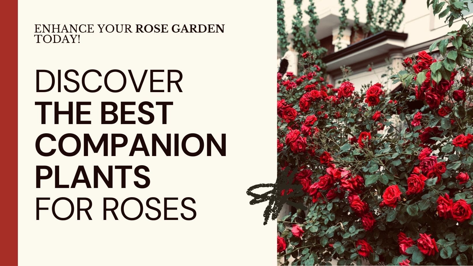 The Best Companion Plants For Your Rose Garden